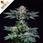 Autoflowering cannabis seeds - premium quality dutch seeds - dutchfem