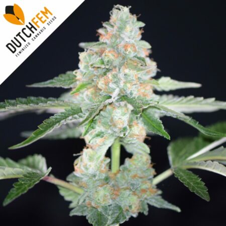 Buy Purple O.G. Kush Feminized Cannabis Seeds online from Dutchfem