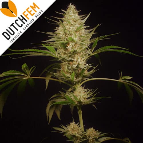 CBD Cannabis Seeds - Dutchfem