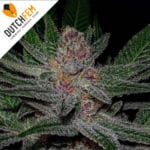 Zkittlez Cupcake Candy - Dutchfem