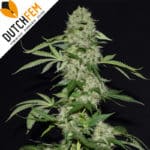 Autoflowering cannabis seeds - premium quality dutch seeds - dutchfem