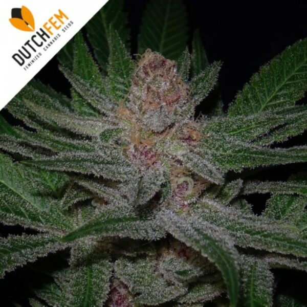 Purple OG Kush Feminized Cannabis Seeds Buy online from Dutchfem