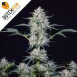 Buy mimosa purple kush Feminized Autoflowering Cannabis Seeds Online