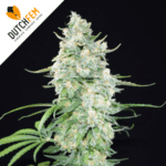Autoflowering cannabis seeds - premium quality dutch seeds - dutchfem