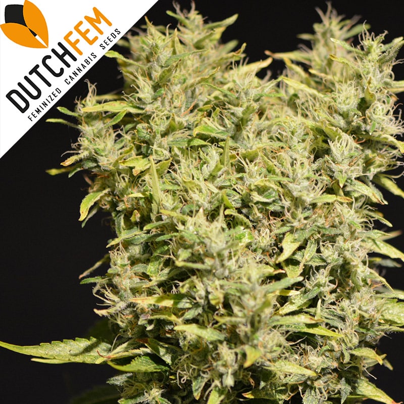 Buy Jack Herer Automatic Feminized Autoflowering Cannabis Seeds Online