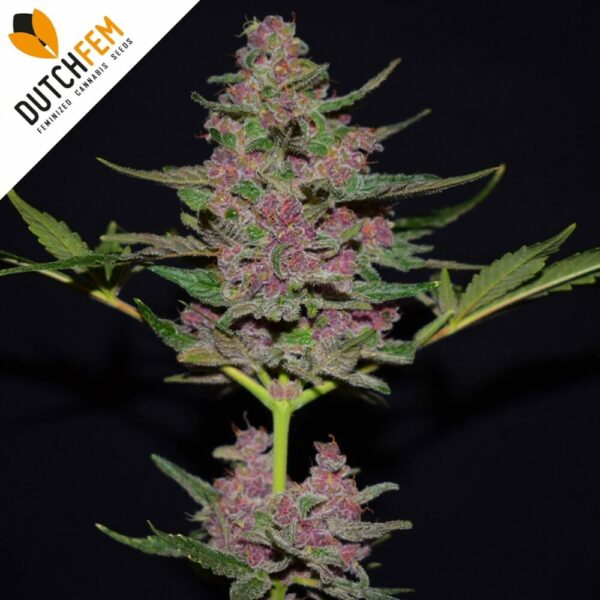 Buy Purple O.G. Kush Feminized Cannabis Seeds online from Dutchfem