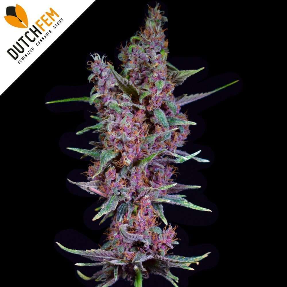 Og Kush Plant