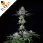 Autoflowering cannabis seeds - premium quality dutch seeds - dutchfem