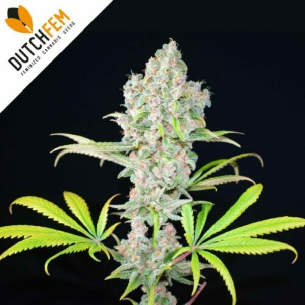 Mimosa Purple Kush Autoflowering - buy Dutchfem cannabis seeds online