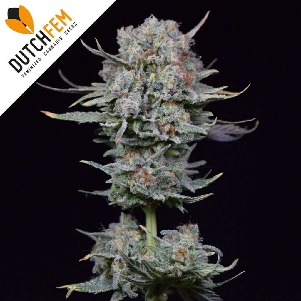 Top 5 Most Popular Dutchfem Kush Strains - Dutchfem
