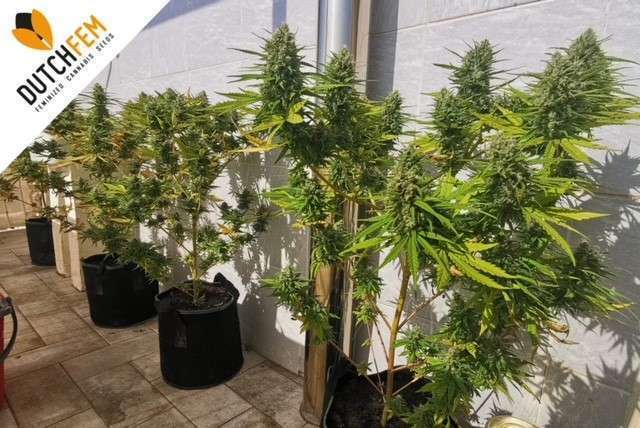 Coltivare la cannabis sul balcone - Dutchfem