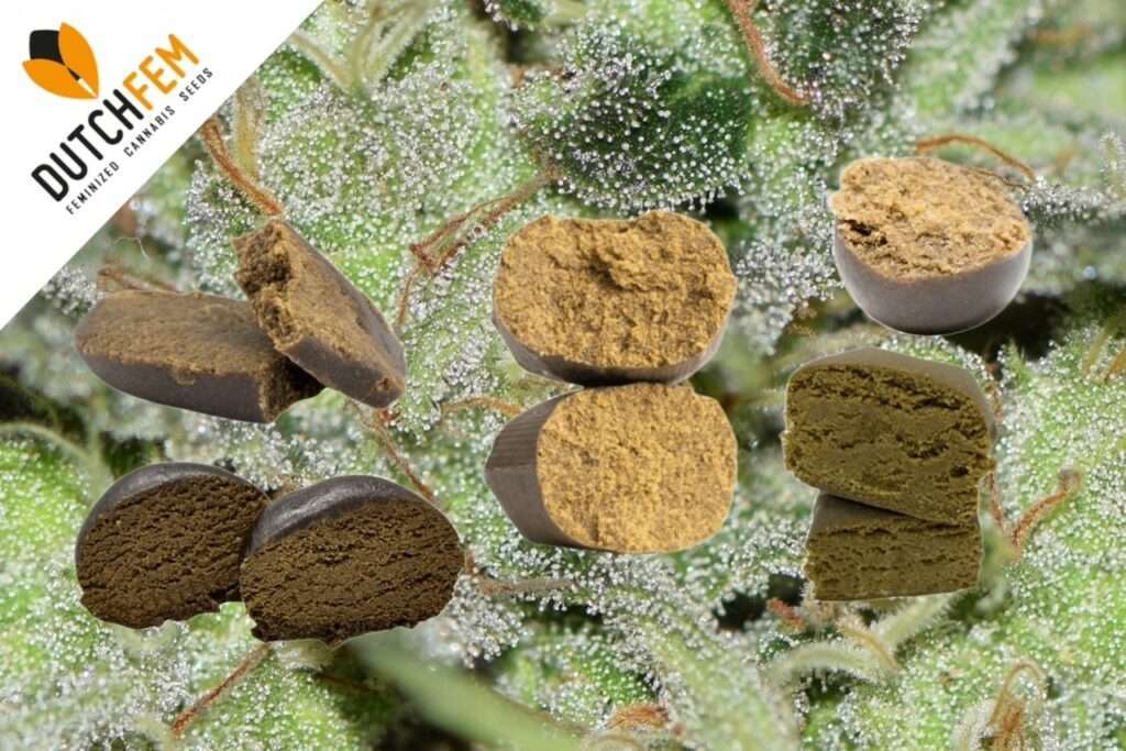 Guide to Making Ice Hash (Ice-O-Lator) - Dutchfem