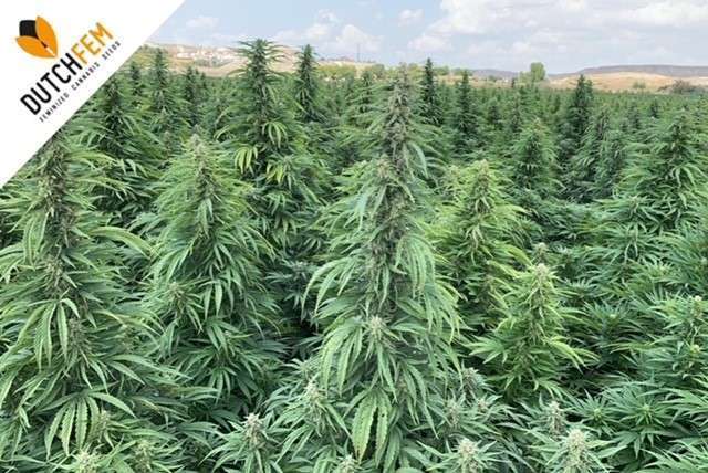 Understanding how CBD works - Dutchfem