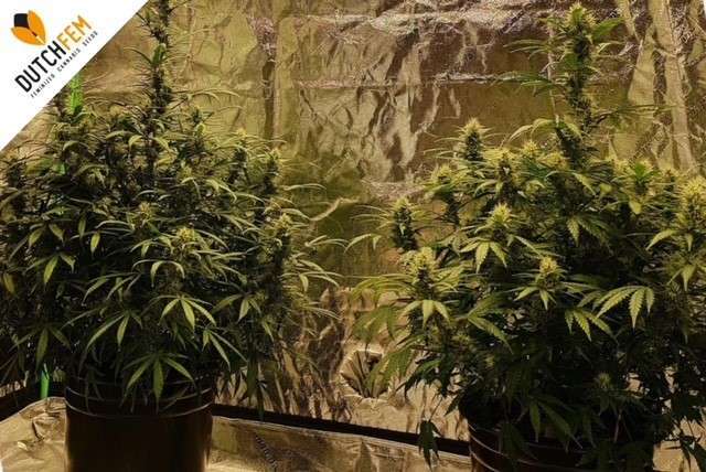 Cultiver des plantes de cannabis à autofloraison - Dutchfem