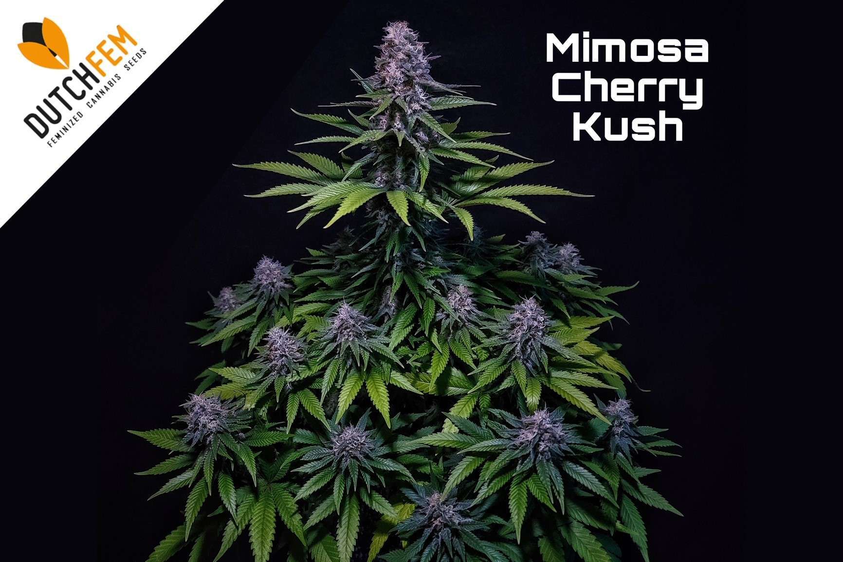 Feminized Cannabis Seeds