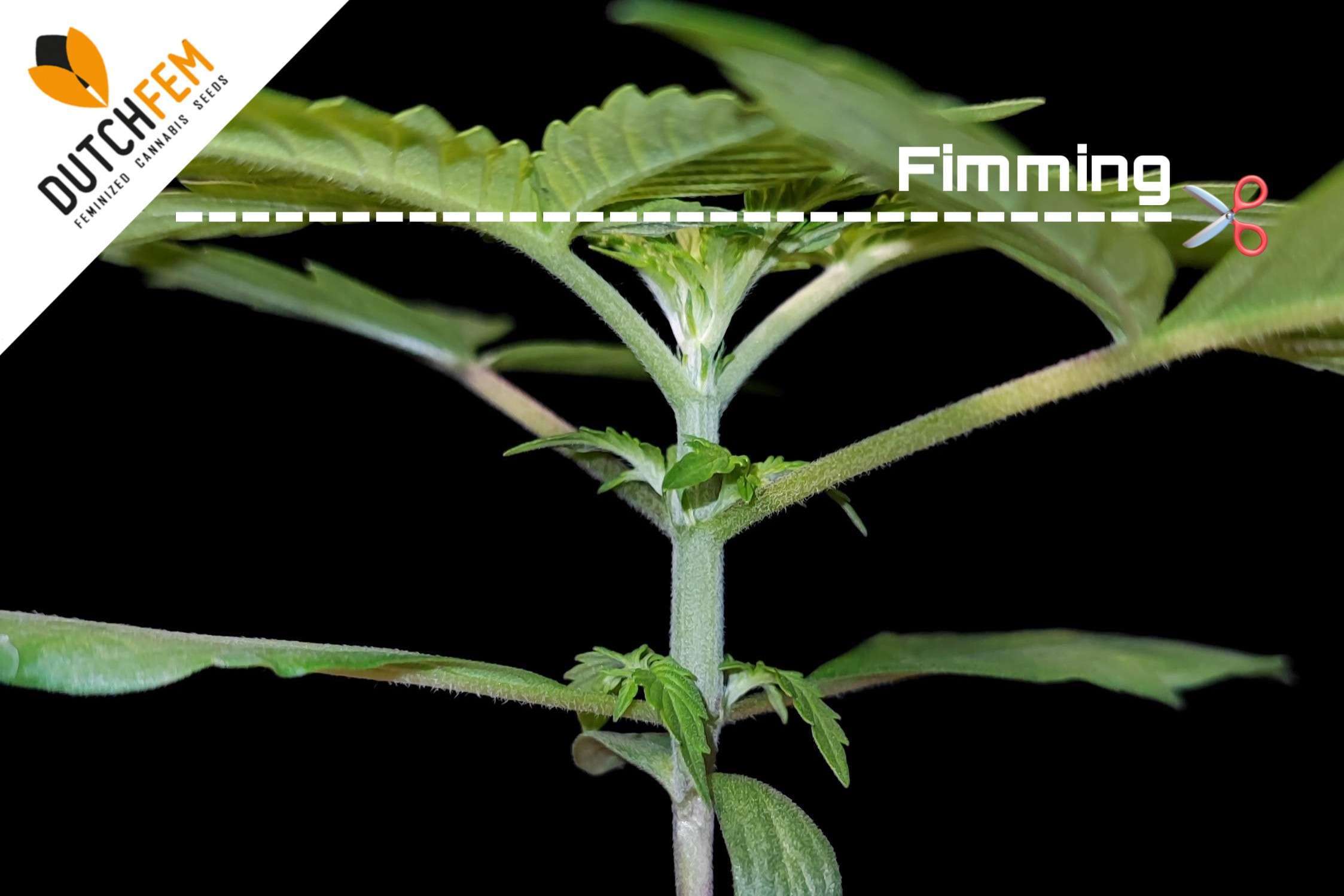 Refinar el cannabis es maximizar los rendimientos - Dutchfem