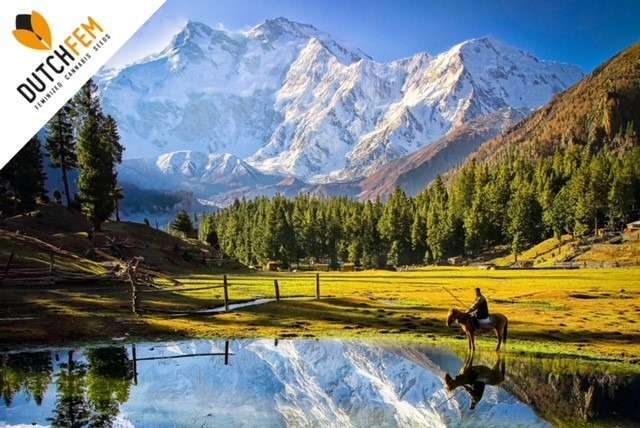 Top 5 Most Popular Dutchfem Kush Strains - Dutchfem