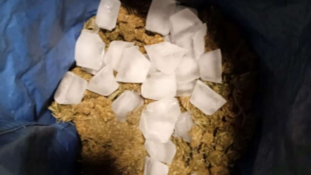 Guide to Making Ice Hash (Ice-O-Lator) - Dutchfem