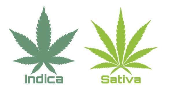 Understanding the Differences Between Indica and Sativa - Dutchfem Seeds