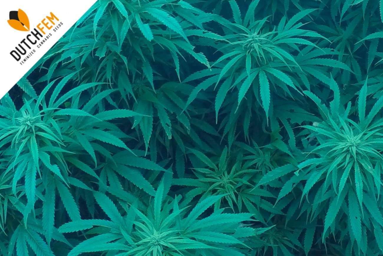 Understanding the Differences Between Indica and Sativa - Dutchfem Seeds