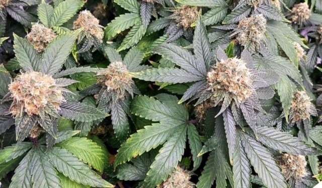 Everything you need to know about Cannabis Indica + Top5 - Dutchfem