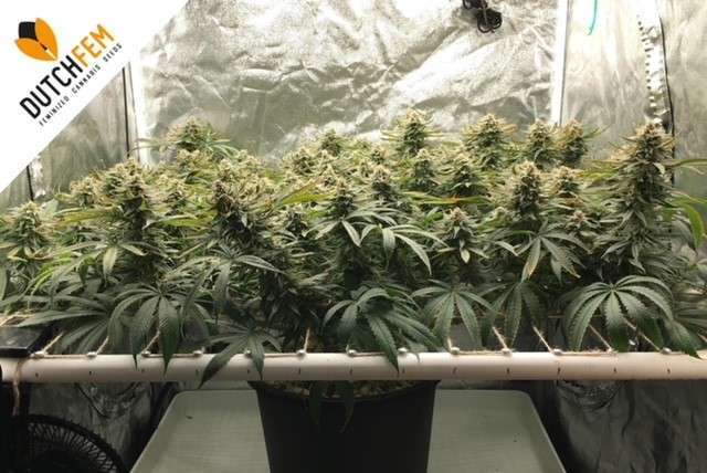 SCROG - Gids van Dutchfem Seeds