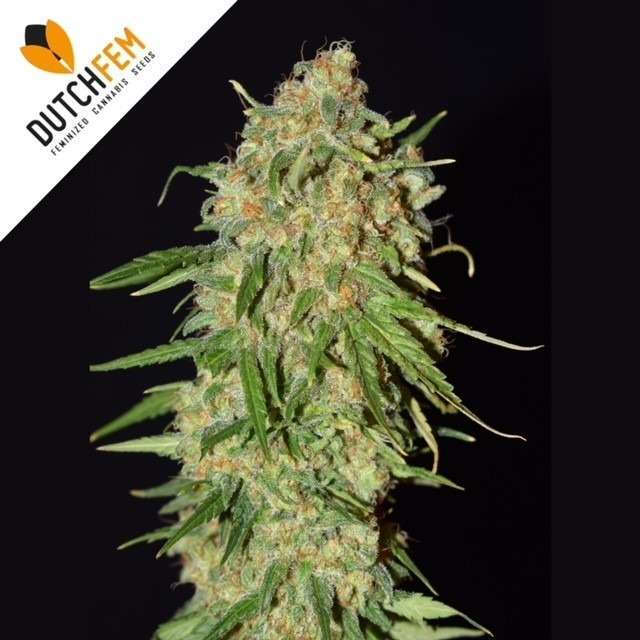 White Widow Regular Cannabis Seeds - buy regular cannabis seeds online