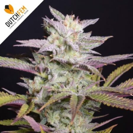 Cannabis seeds - feminized seeds - autoflowering seeds - regular seeds