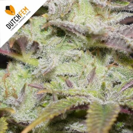 Cannabis seeds - feminized seeds - autoflowering seeds - regular seeds