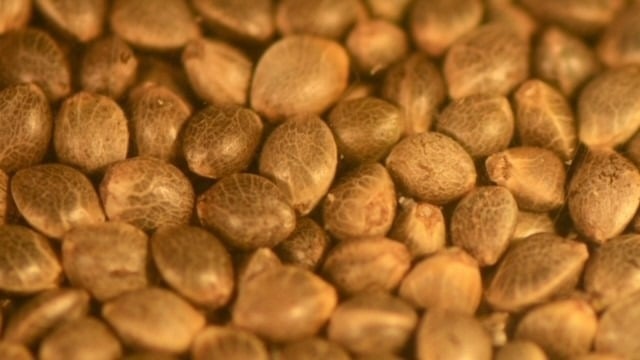 Differences Between Feminized and Regular Cannabis Seeds - Dutchfem