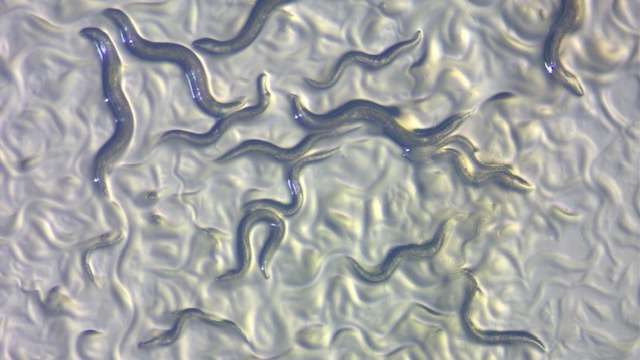 Nematodes - Underground Battle: Dealing with Nematodes in Cannabis