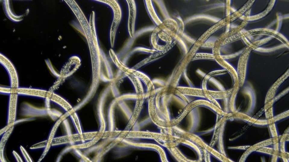 Nematodes - Underground Battle: Dealing with Nematodes in Cannabis