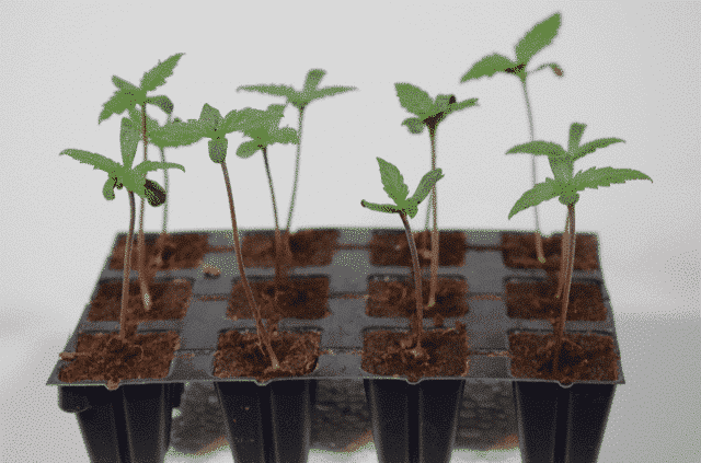 Preventing Cannabis Plant Stretching: Strategies for Successful Cultivation