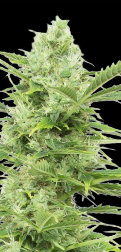 Cannabis seeds - feminized seeds - autoflowering seeds - regular seeds