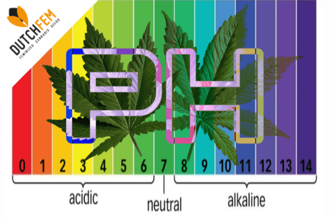 pH in Cannabis Cultivation - The Importance of pH in Cannabis Cultivation