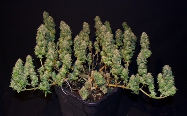 Topping Cannabis Plants Maximizing Yield: The Art of Topping Cannabis