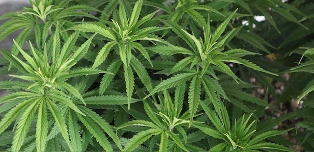 The flowering of Cannabis Plants - Dutchfem Growing Cannabis