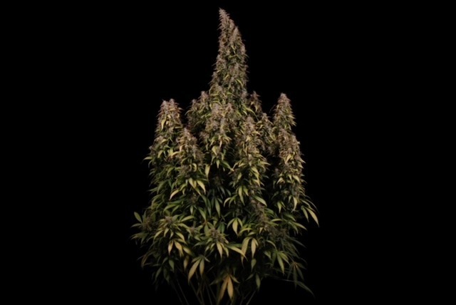 Produktivste Autoflowering Cannabis