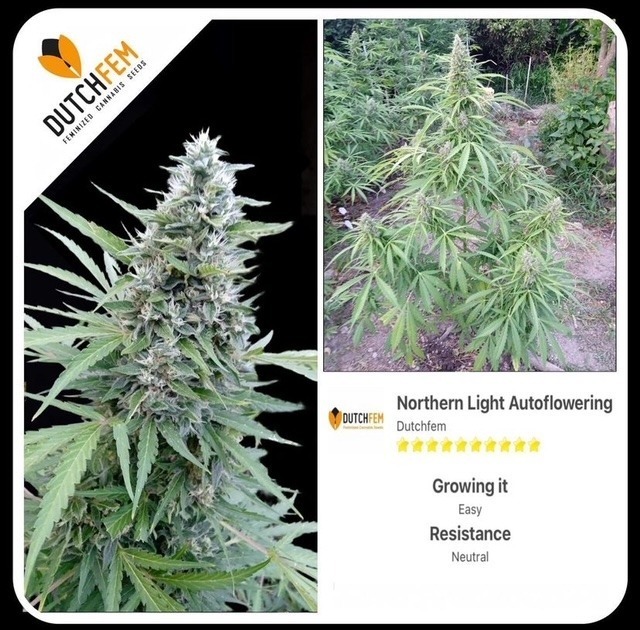 Alles over autoflowering autoflowers - Dutchfem Autoflower Seeds