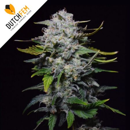 Dutchfem feminized cannabis seeds