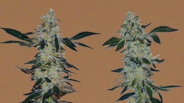 Cannabis Cookies - Dutchfem Seeds Grow Info Blog